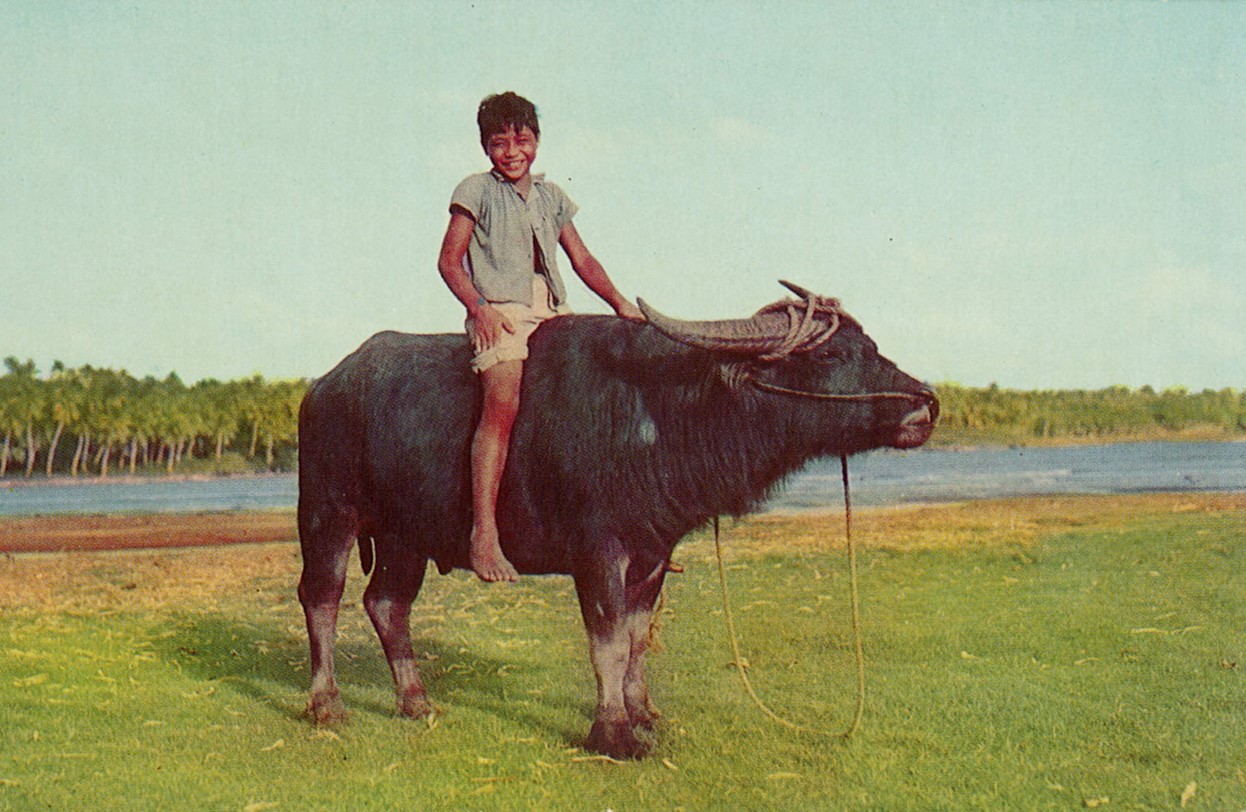 A young CHamoru boy atop a karabao in 1960s Guam.