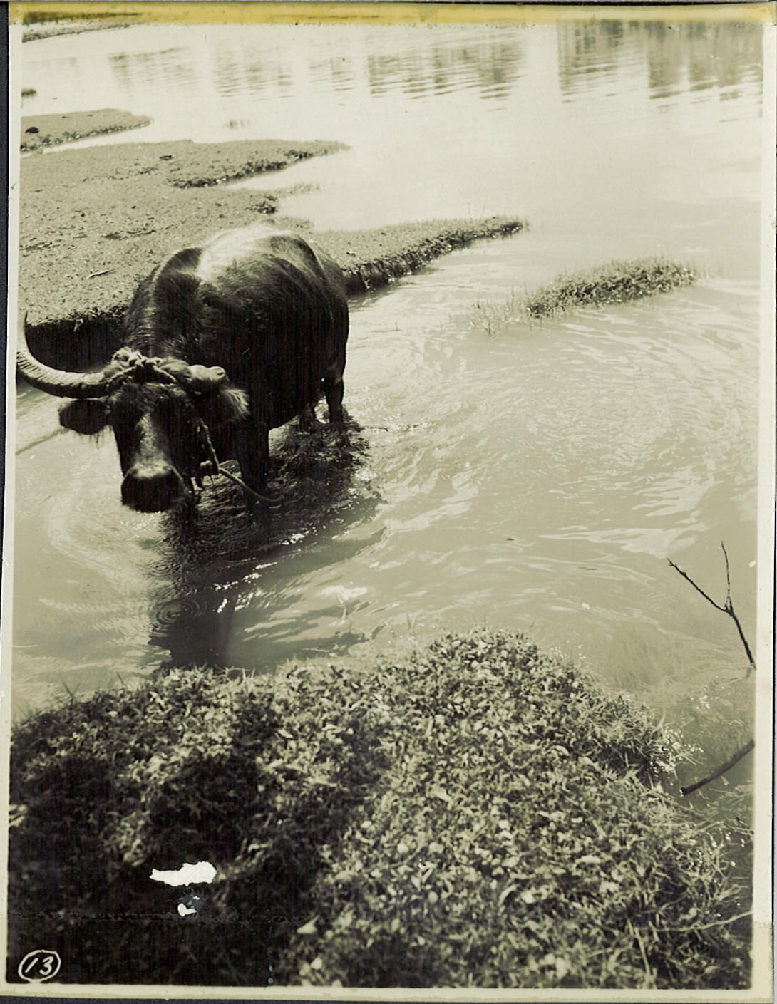 A hardworking karabao's favorite place is in the såddok (river)