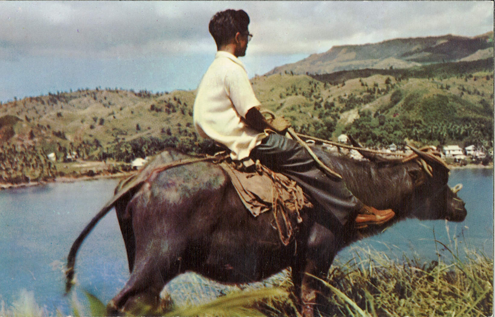 A young CHamoru man riding atop a karabao overlooking Humåtak Guam.